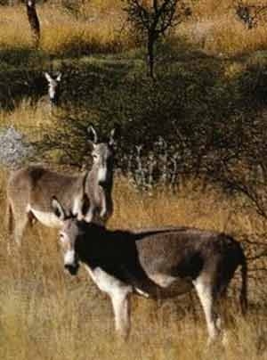 Horus Vision Archives - Tag