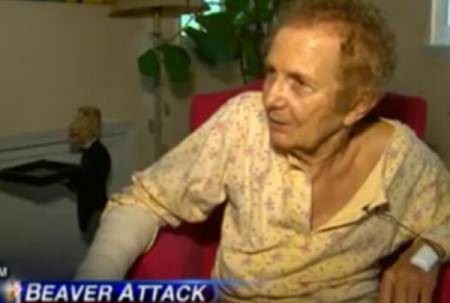 Beaver Attacks are Serious