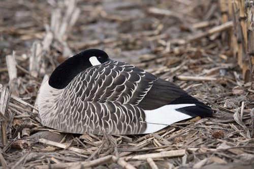 Dirt Nap Time For Geese with Avian X Decoys