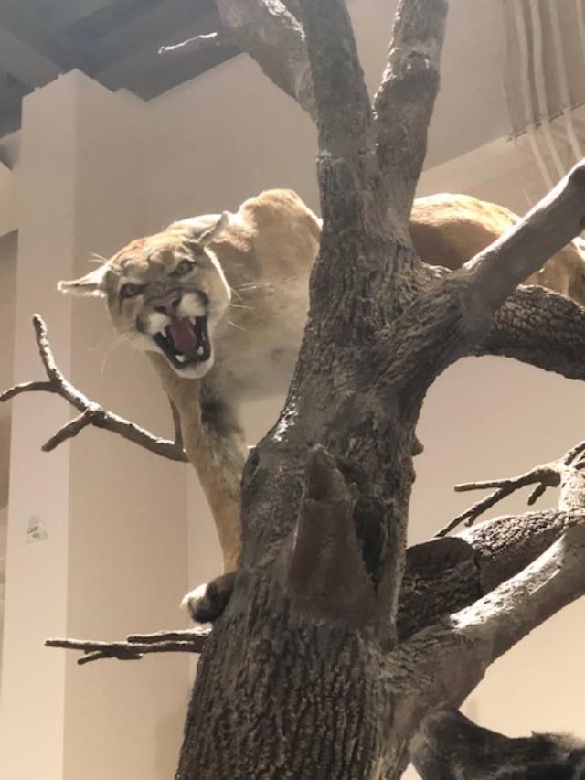 Taxidermy Preserving History at 2019 SCI Hunter's Convention