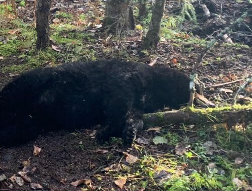Bear Attack in Alaska Stopped with .40 S&W Pistol | AmmoLand Shooting ...