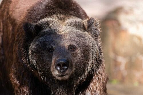 Bear Attacks in Japan: 4 Fatalities in 2021 in Hokkaido Prefecture/Island