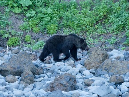 Man Uses Knife to Save Friends from Bear Attack in Japan
