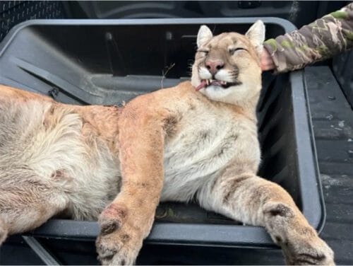Archery Hunter Kills Mountain Lion in Self-Defense